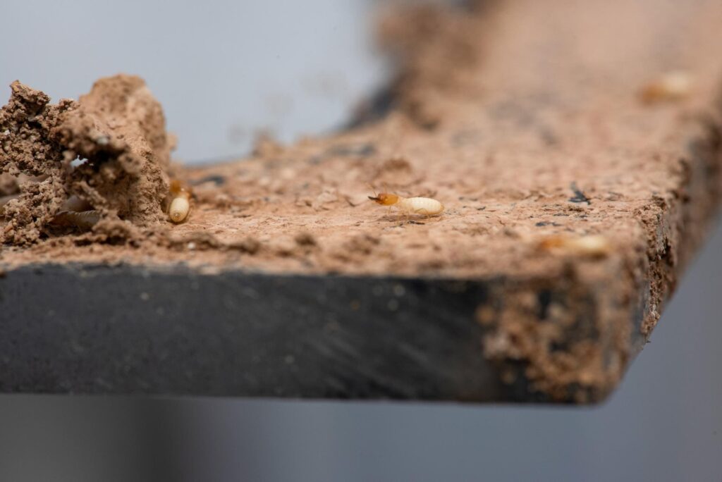 Expert Residential Pest Control Central Arkansas | AR